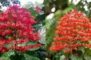 തീ പൊള്ളലേറ്റ പാടുപോലും മായ്ച്ചുകളയും.!! മുടി വളരാനും മുറി ഉണങ്ങാനും ...