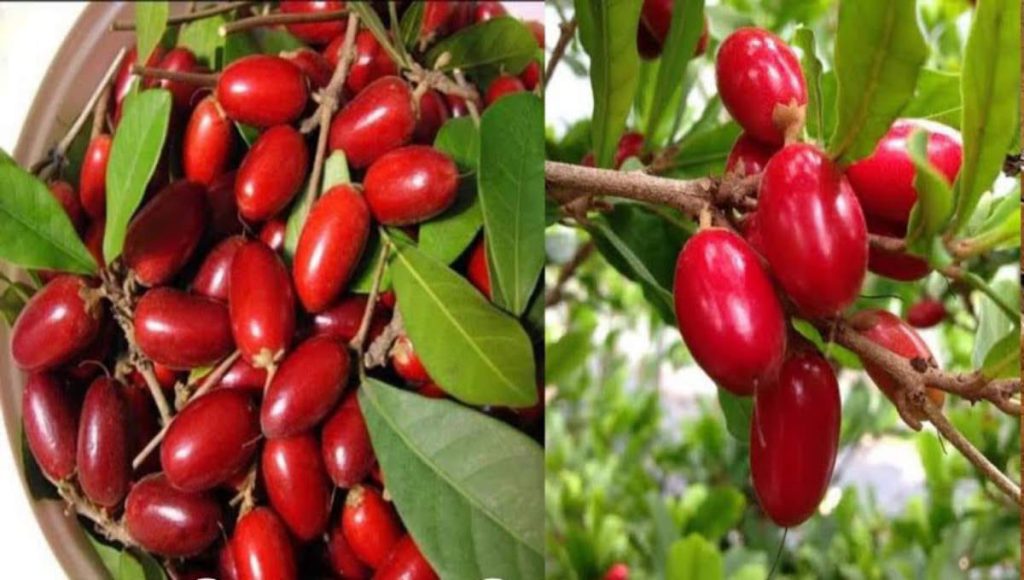 മിറാക്കിൾ ഫ്രൂട്ടിനെ കുറിച്ച് നിങ്ങൾക്ക് ഇതൊക്കെ അറിയാമായിരുന്നു ...