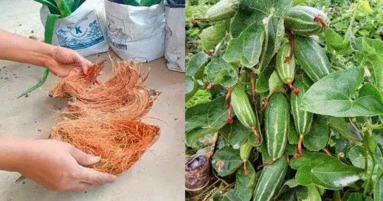 ചകിരി മതി മുന്തിരിക്കുല പോലെ കോവക്ക ഇനി തിങ്ങി നിറയും! ഒരു കോവ ...